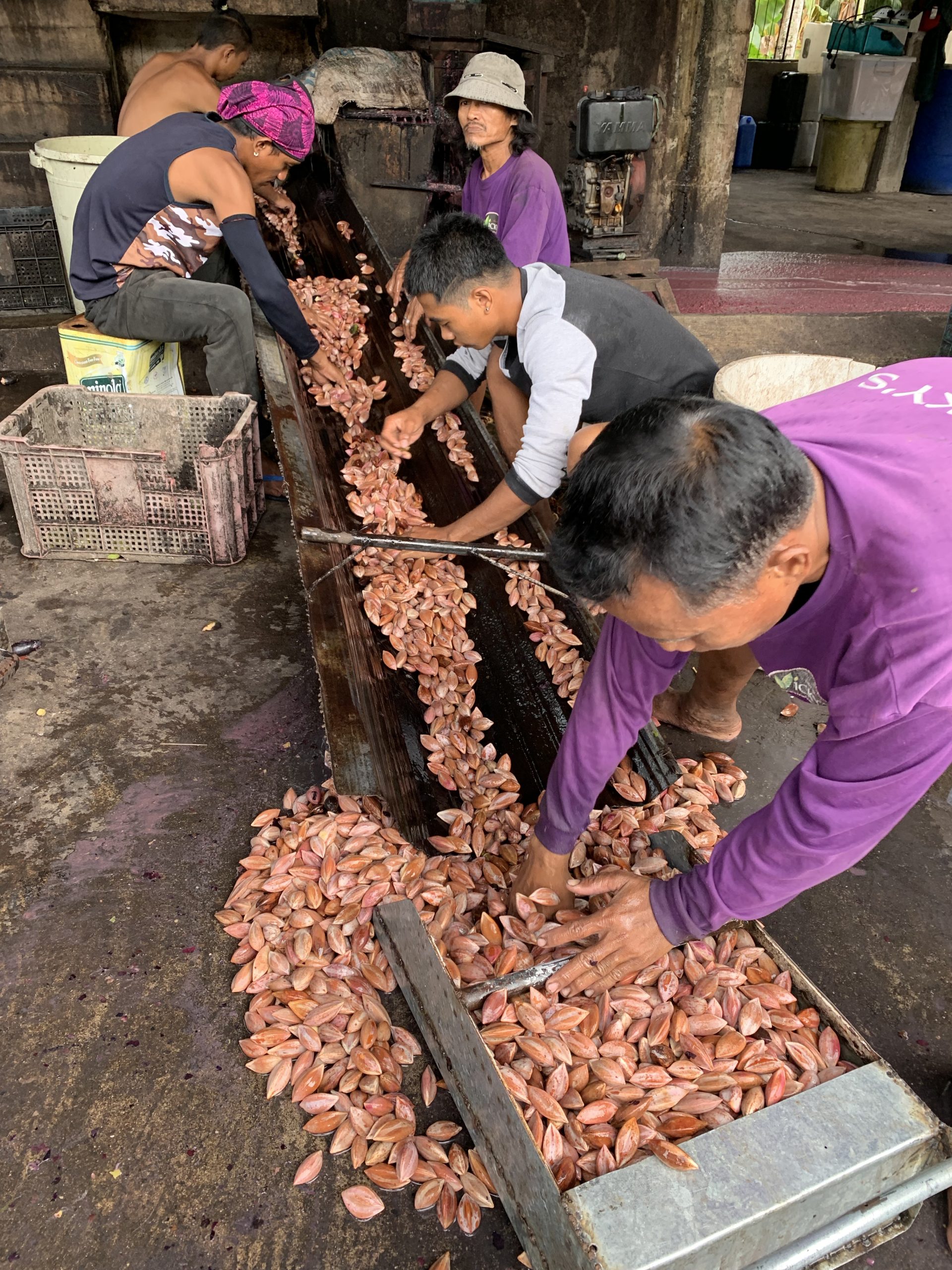 The Nut That Grew on Ash: Rediscovering Pili in the Philippines - Simpol.ph