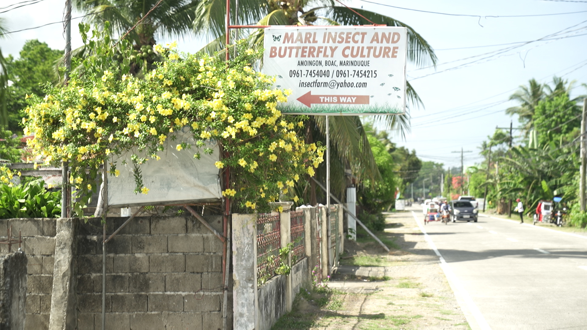 Butterfly Farming in Marinduque: A Colorful Haven - Simpol.ph